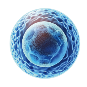 MBST® Active Principle | Therapeutic use of Magnetic Resonance