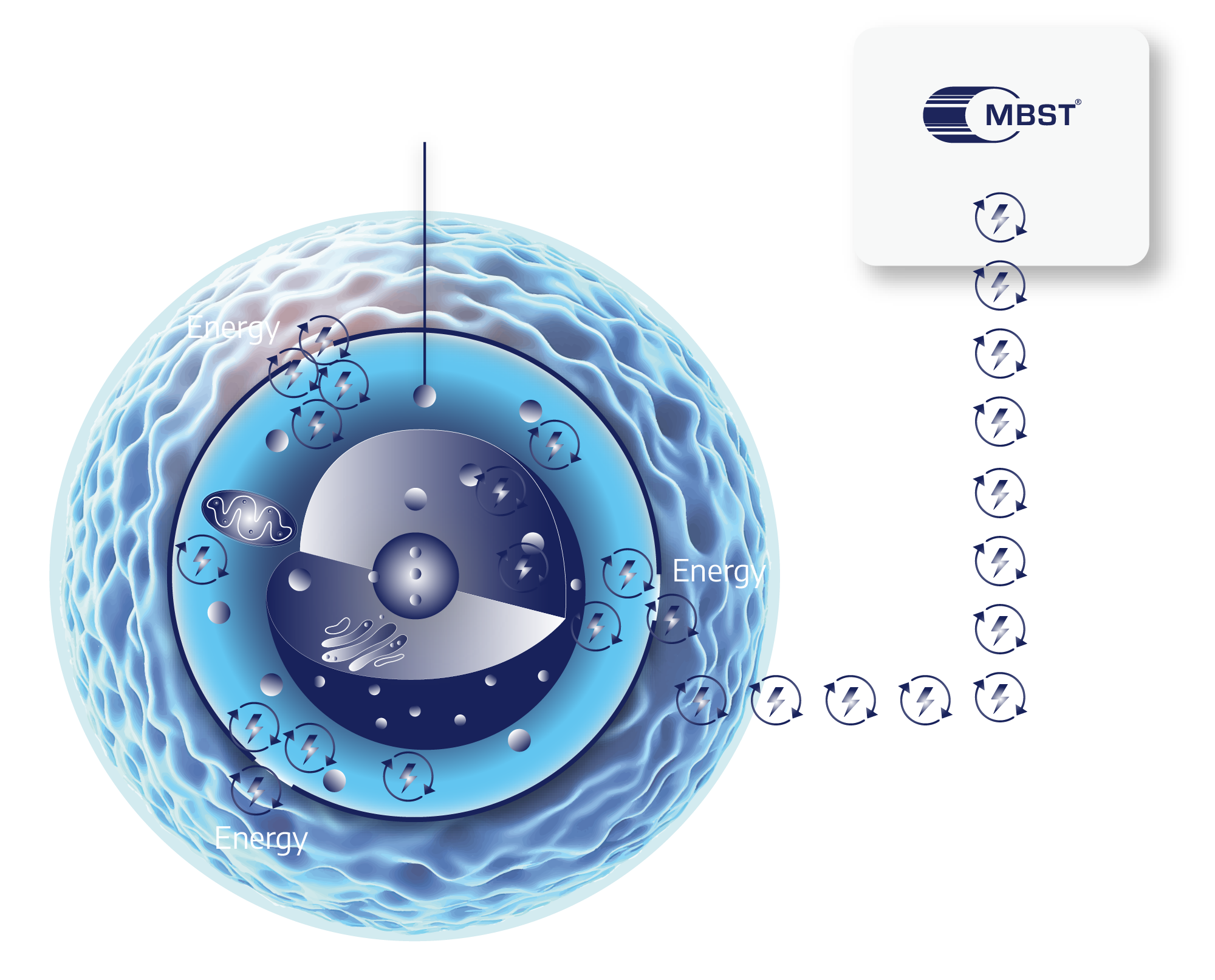 MBST® Treatment | Proven effects at the cellular level